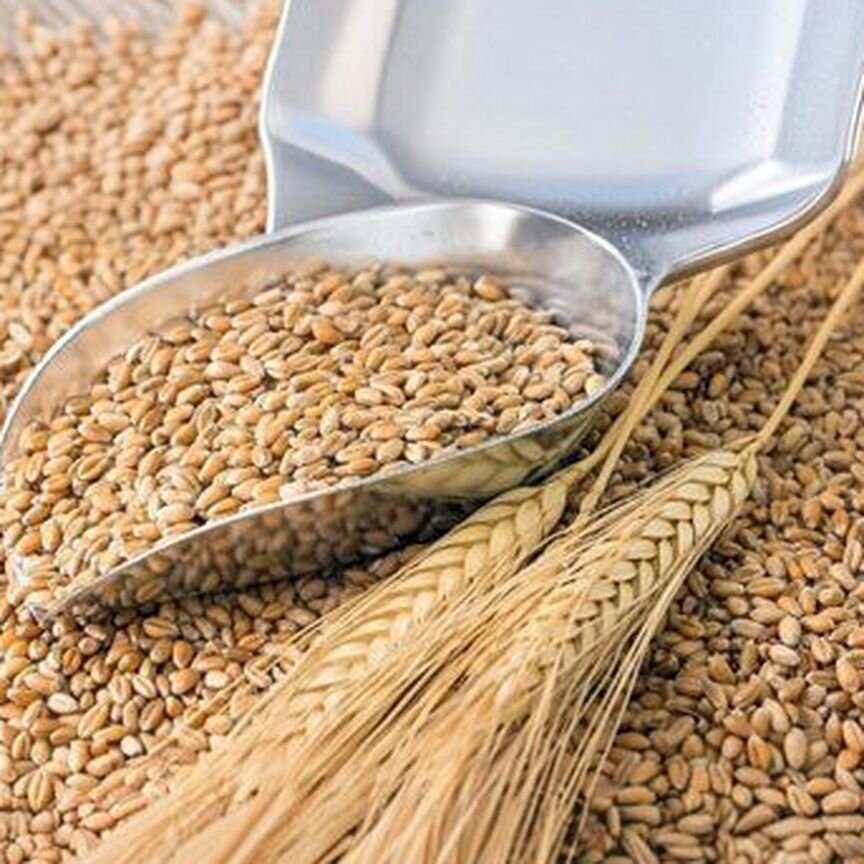 Зерно пшеница ячмень