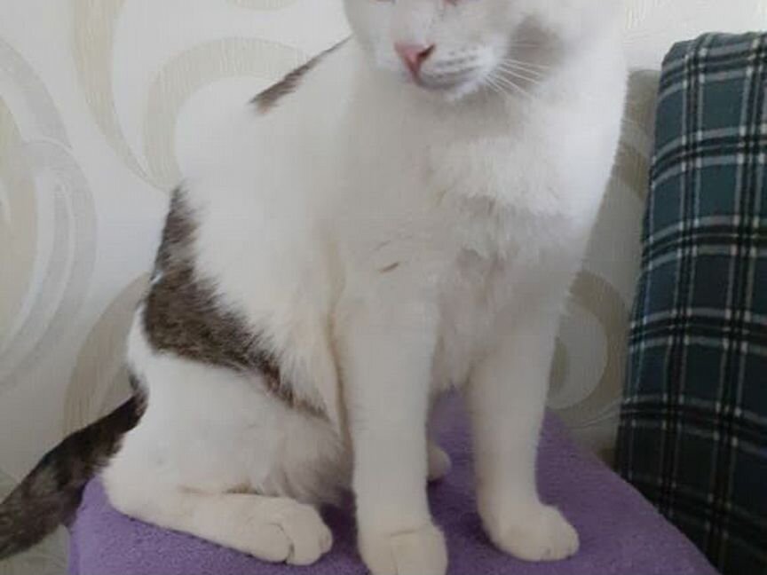 Котенок в добрые руки