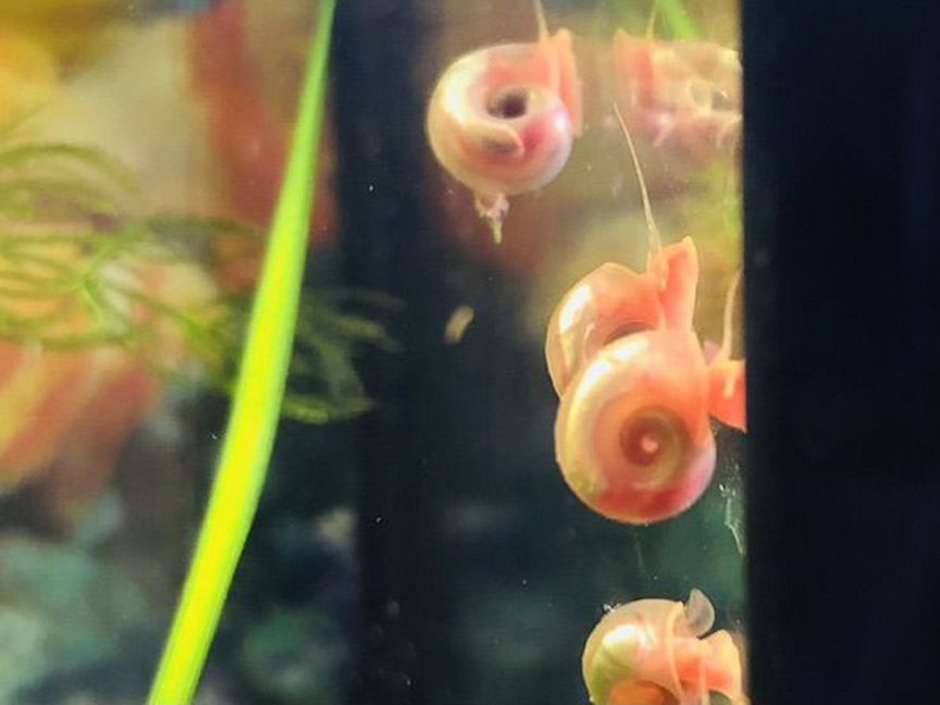 Катушка розовый перламутр