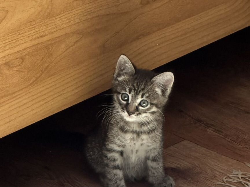 Кошка
