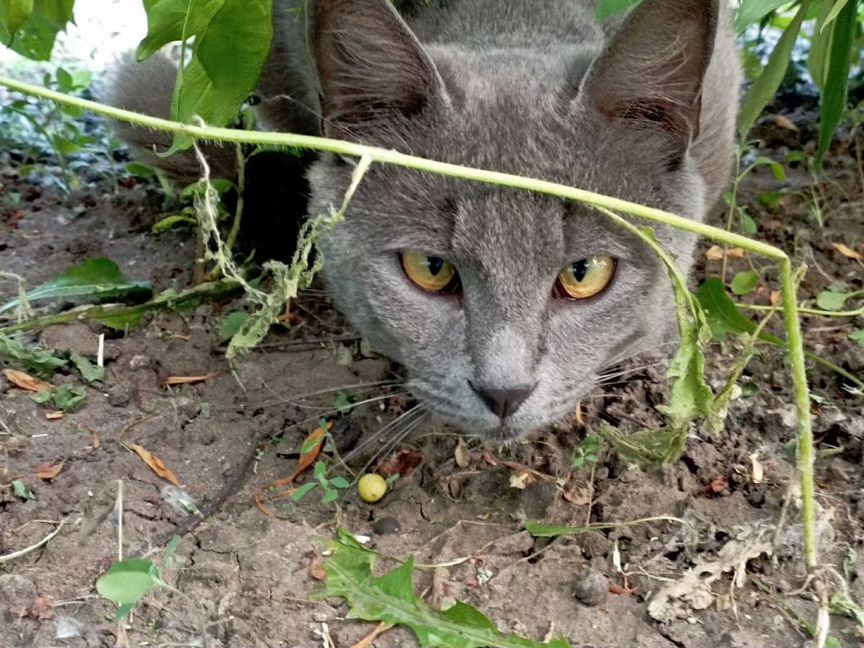Бездомный котенок