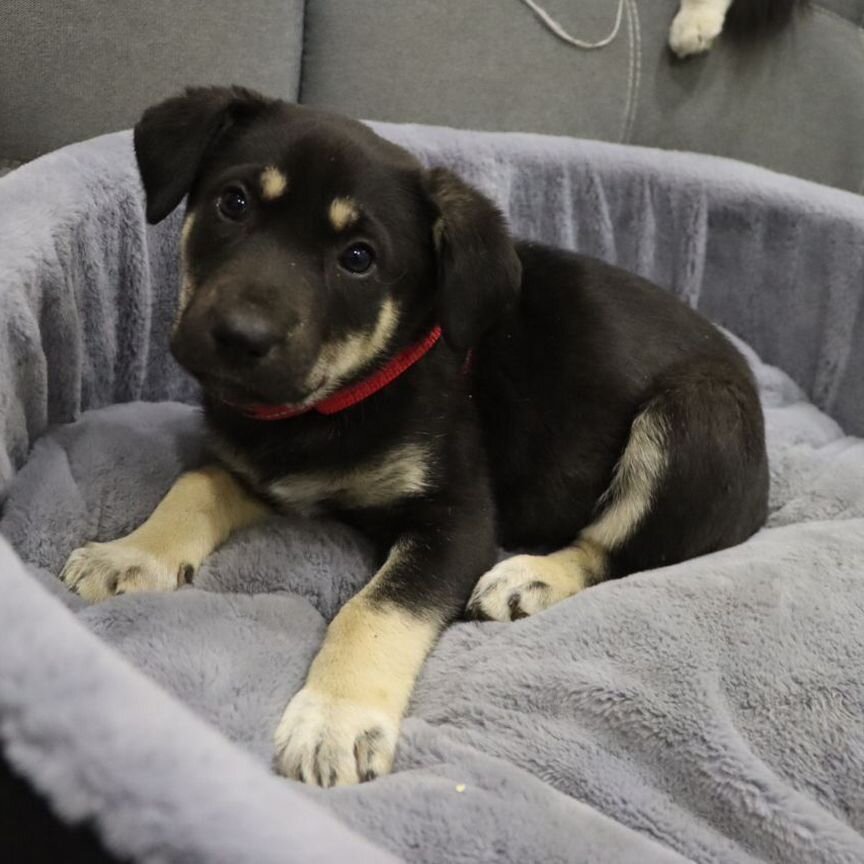 Щенок в добрые руки