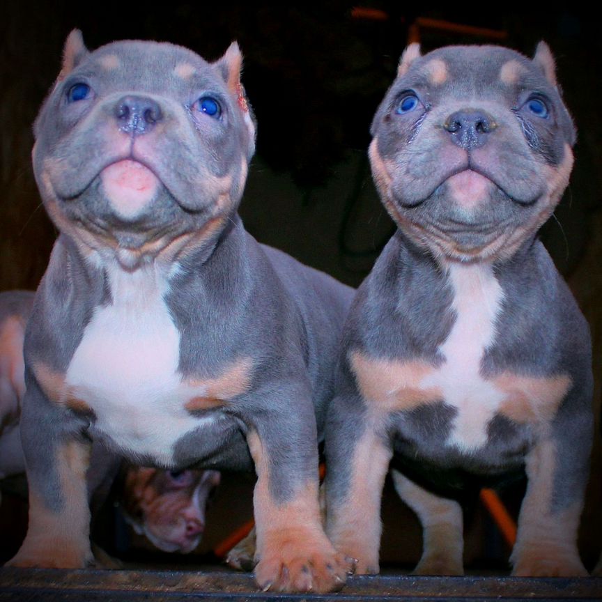 Американский булли, щенок