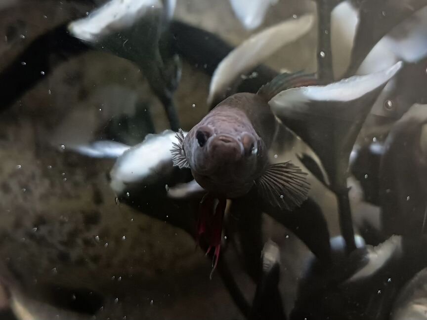 Рыбка петушок девочка (Бронь)