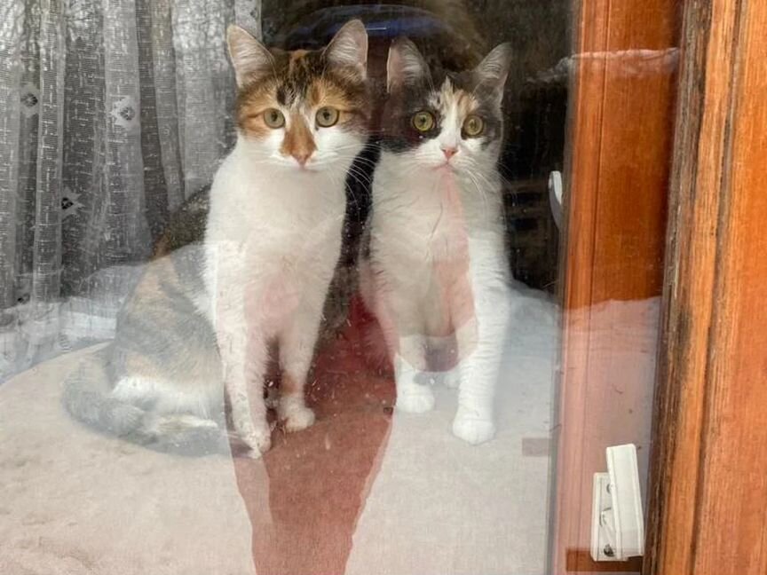 Кошки Марта и Сьюзи