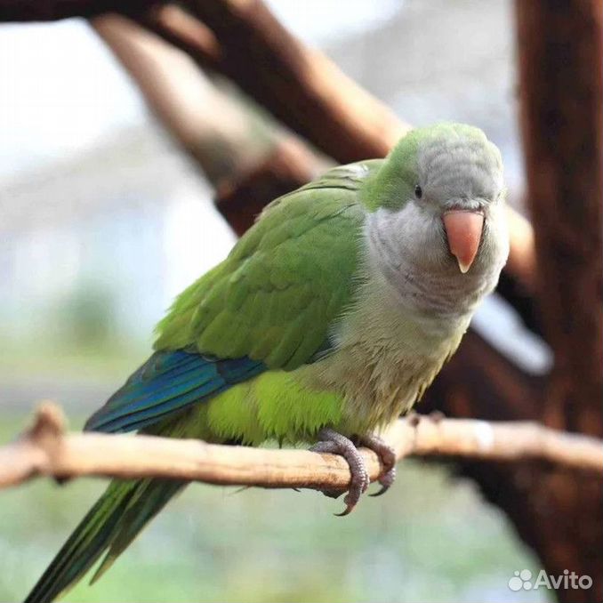 Калита Монах зелёный