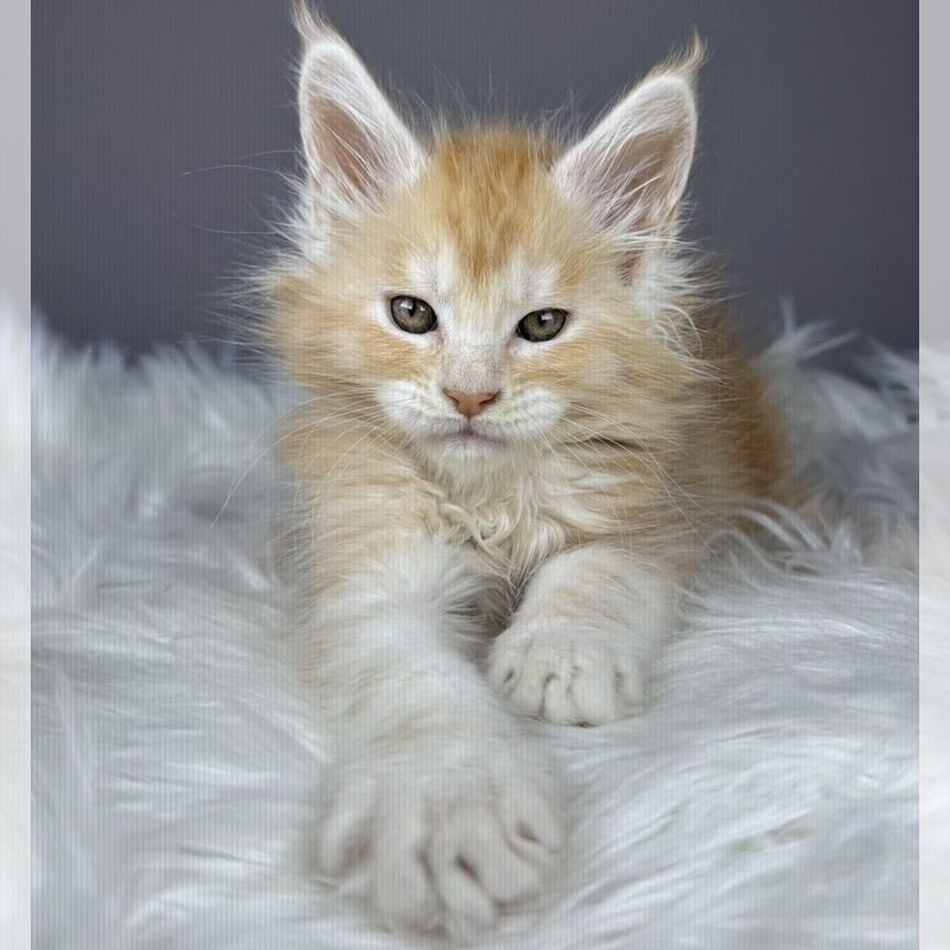 Мейн-кун котёнок