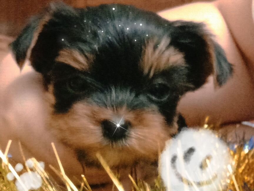 Йоркширский терьер щенки девочки