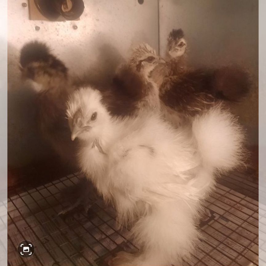 Продам петушка и курочку Китайские шелковые