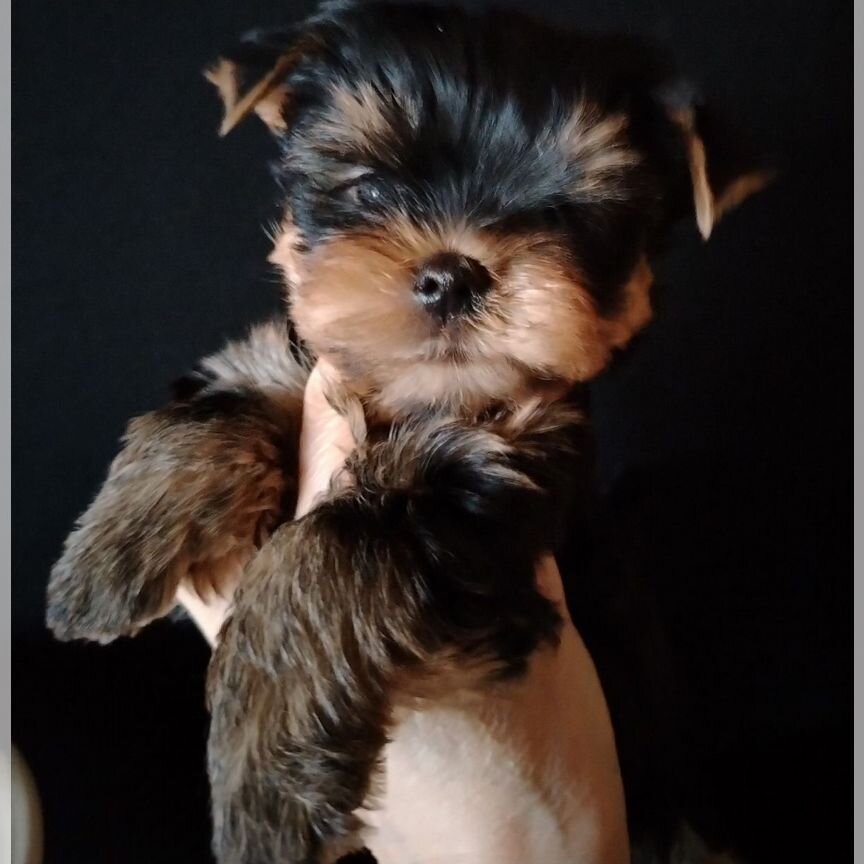 Йоркширский терьер, щенок