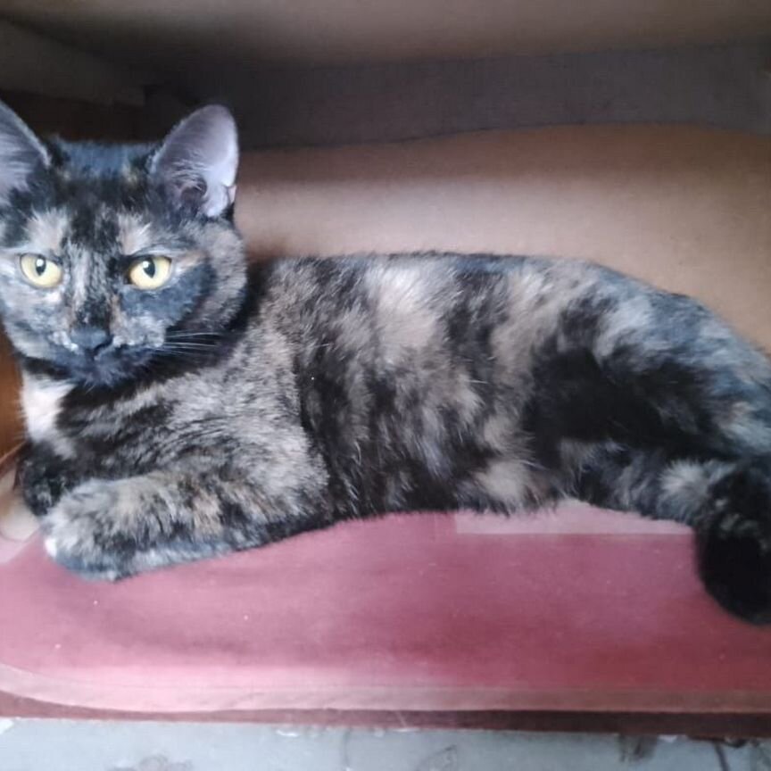 Кошечка в добрые руки бесплатно