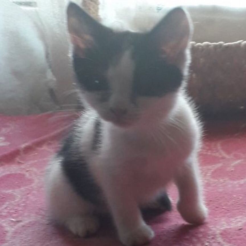 Ориентальный котёнок