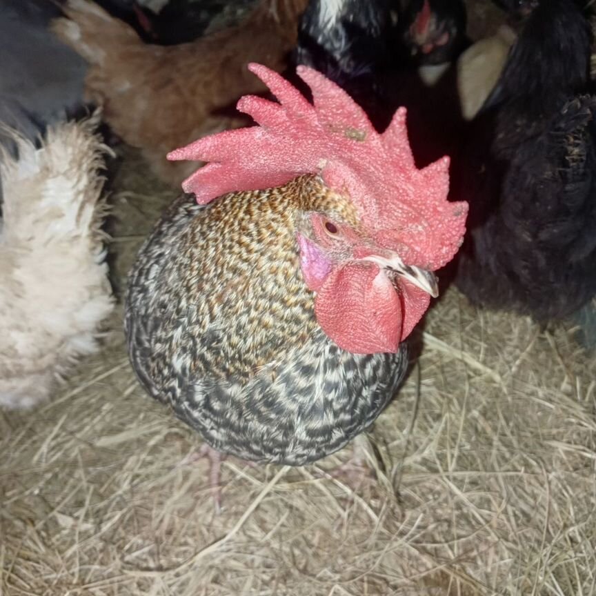 Петухи разных пород