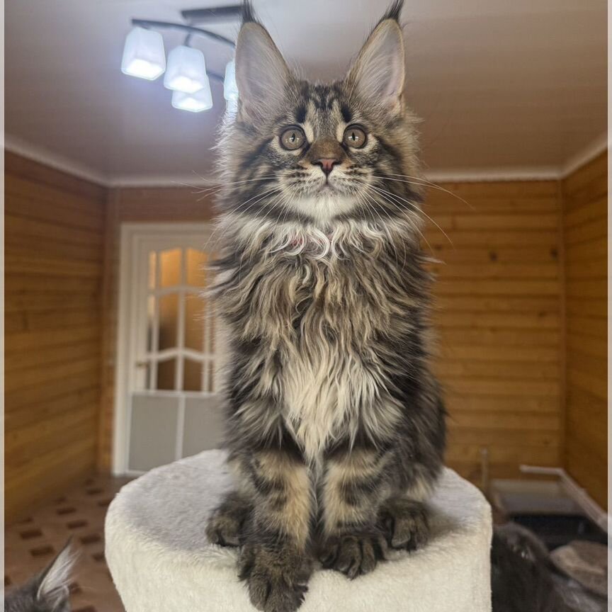 Мейн-кун котёнок