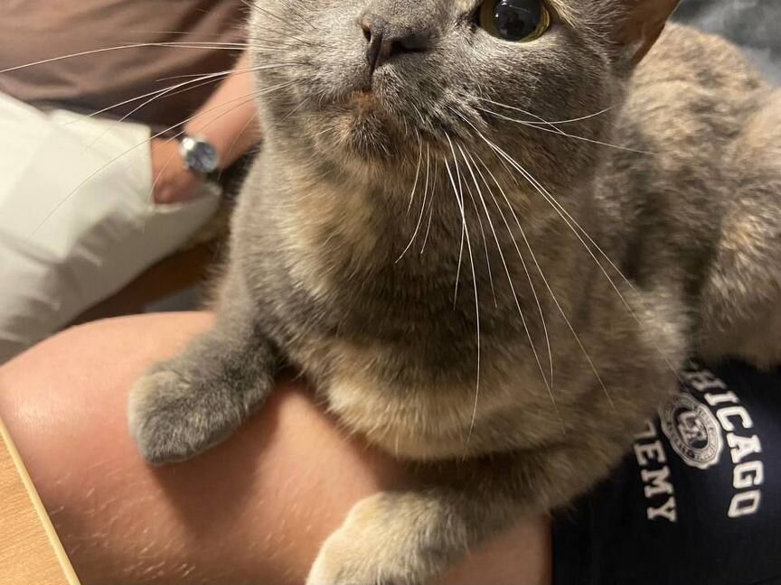 Кошка
