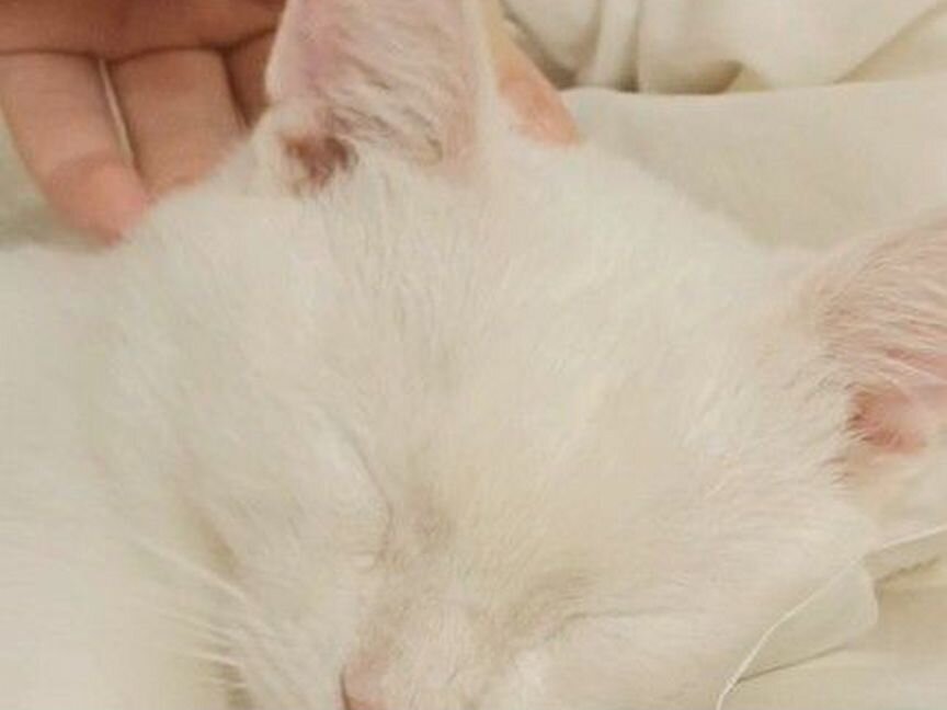 Отдам кота в добрые руки