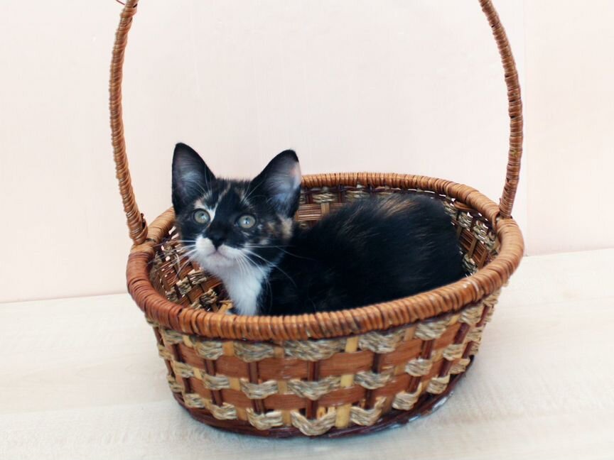 Кэтти-маленькая трехцвеная девочка котенок 2 мес