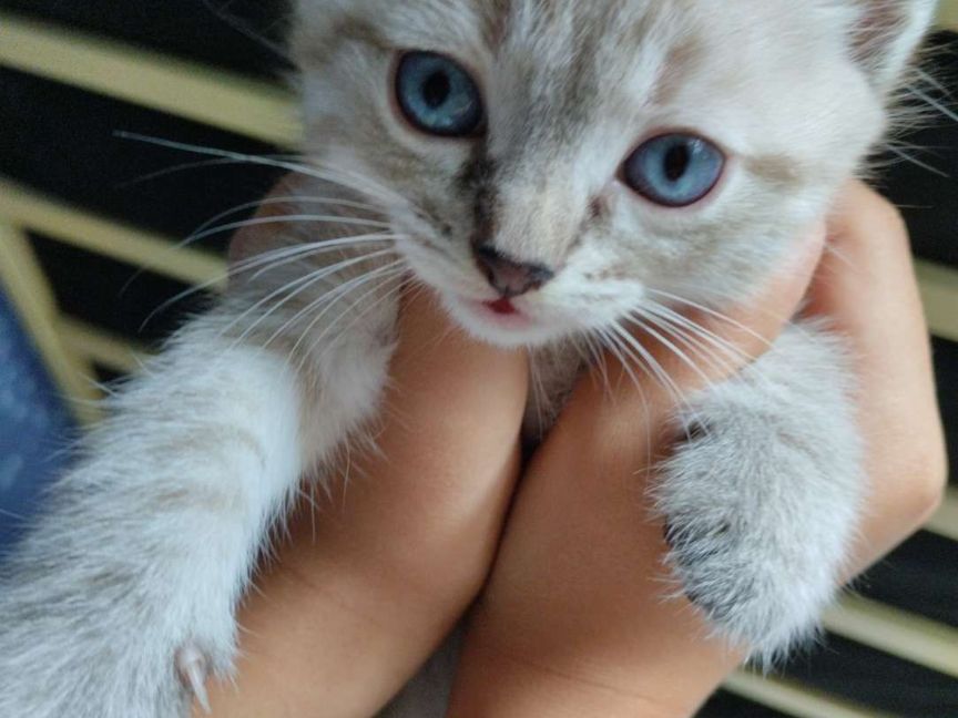 Котята