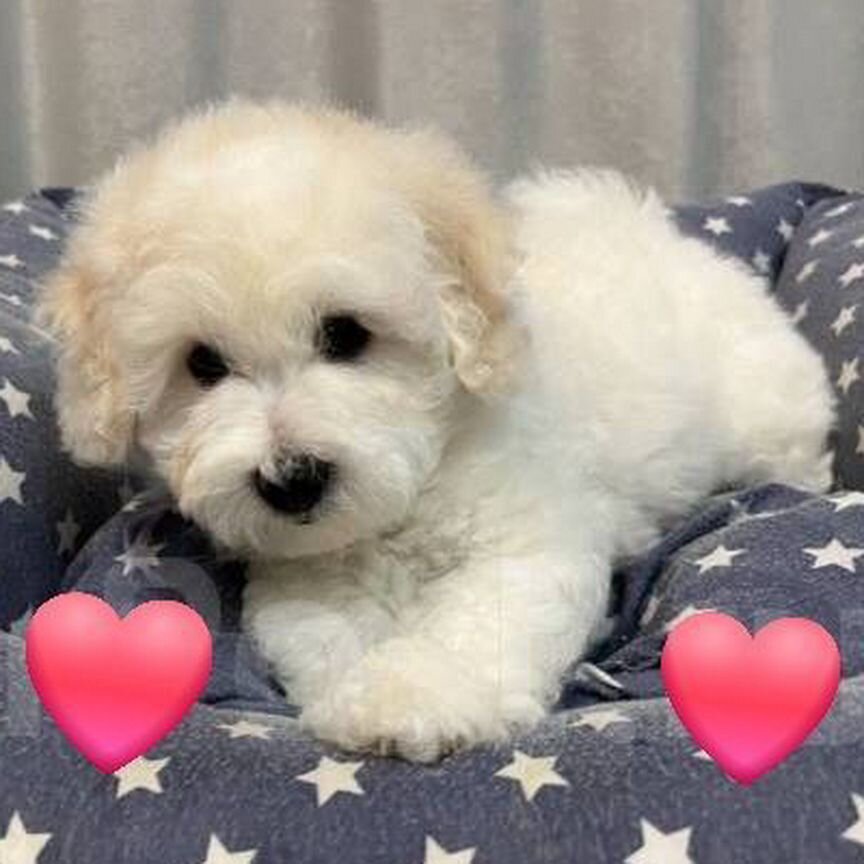 Бишон фризе, щенок