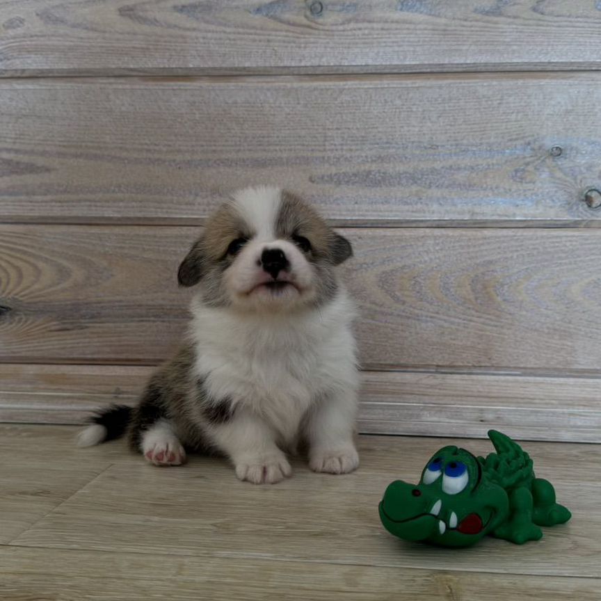 Милые щеночки вельш корги пемброк