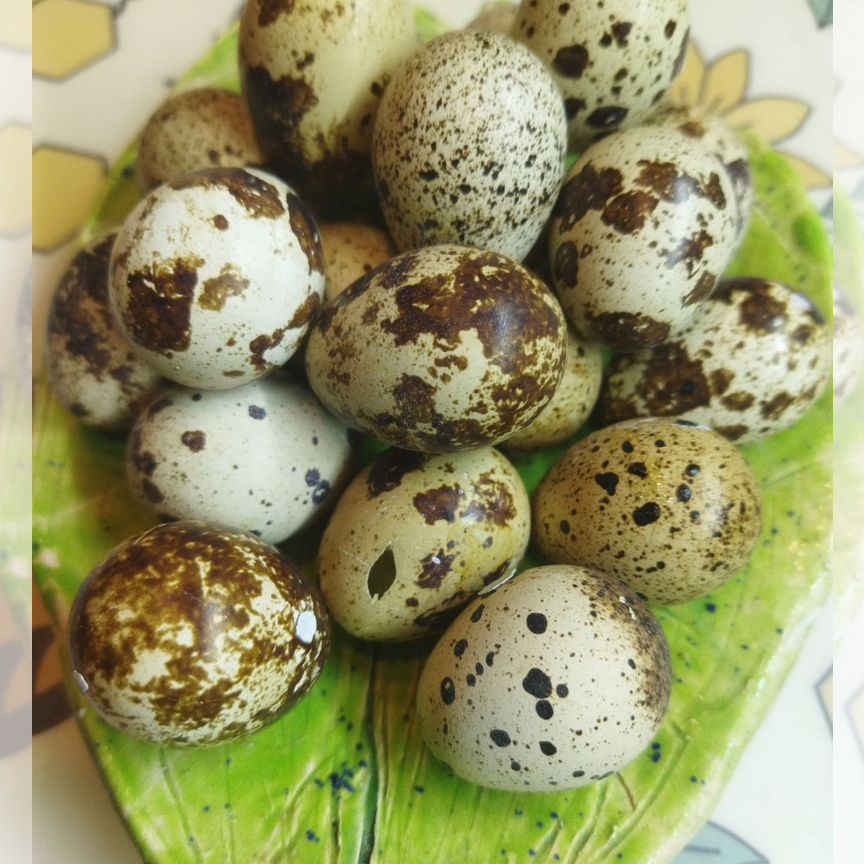 Инкубационное яйцо