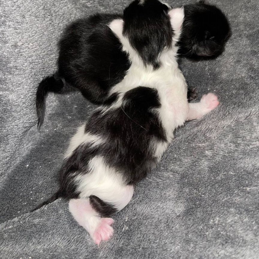 Котёнок от частного владельца