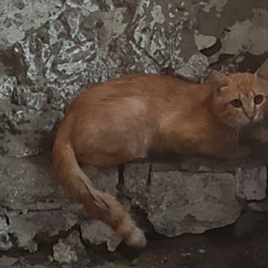 Бездомный котик