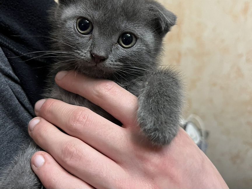 Шотландская вислоухая кошка