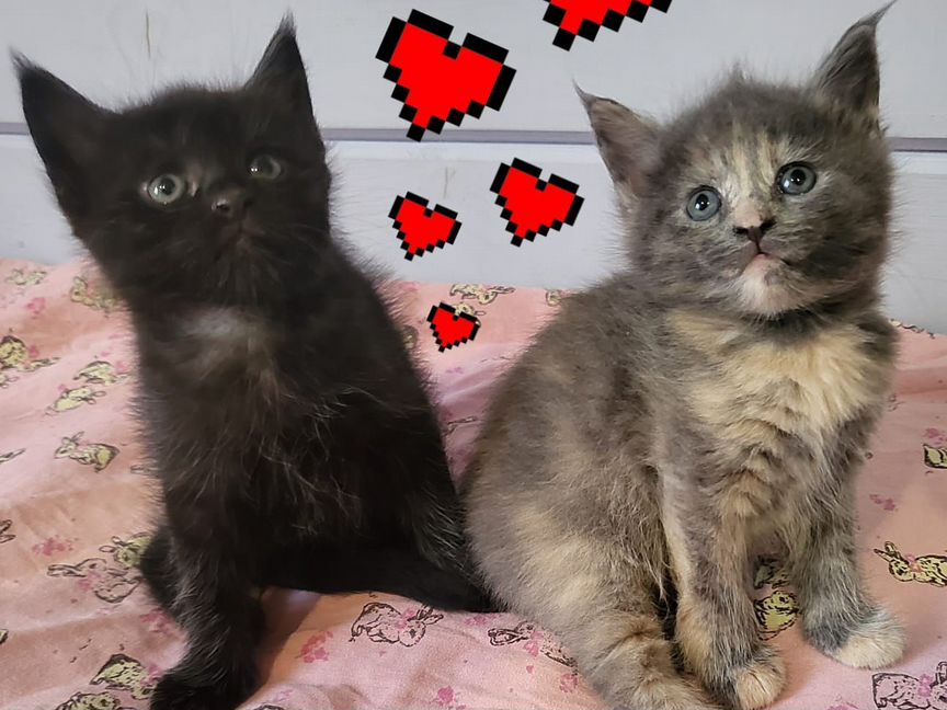 Котята мейн-кун