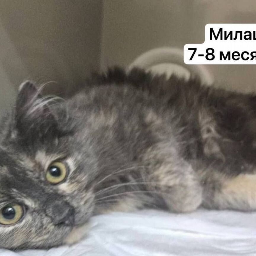 Кошечка в добрые руки