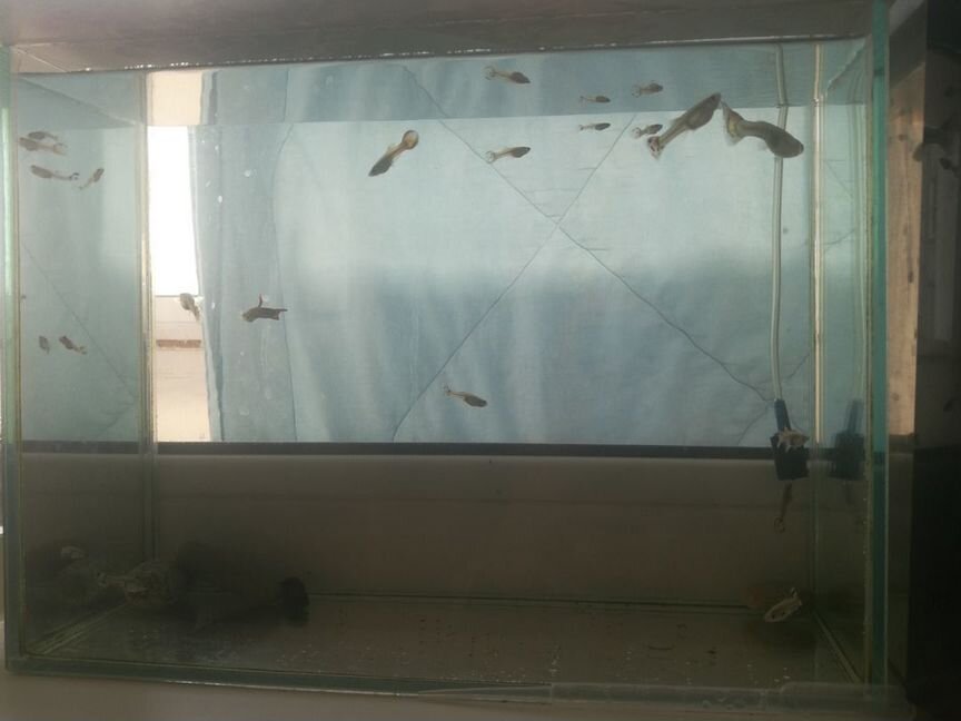 Продаю рыбок гуппи