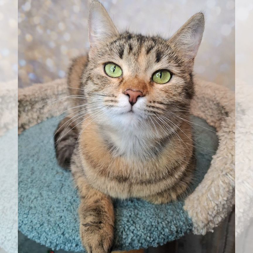 Взрослая, кошка в добрые руки