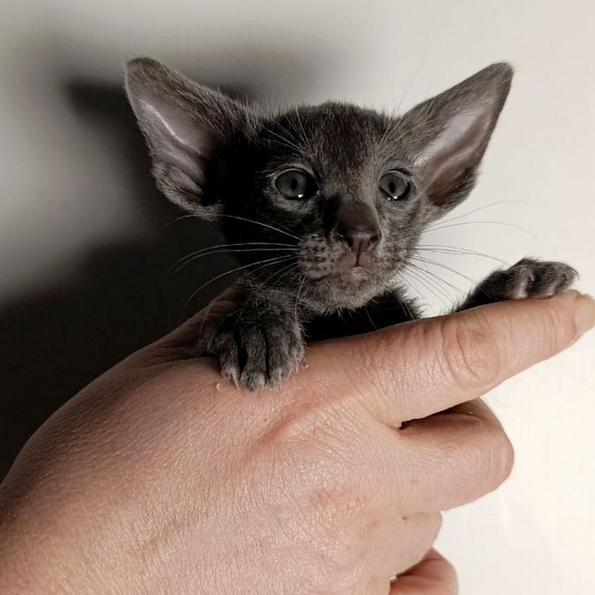 Ориентальный котёнок