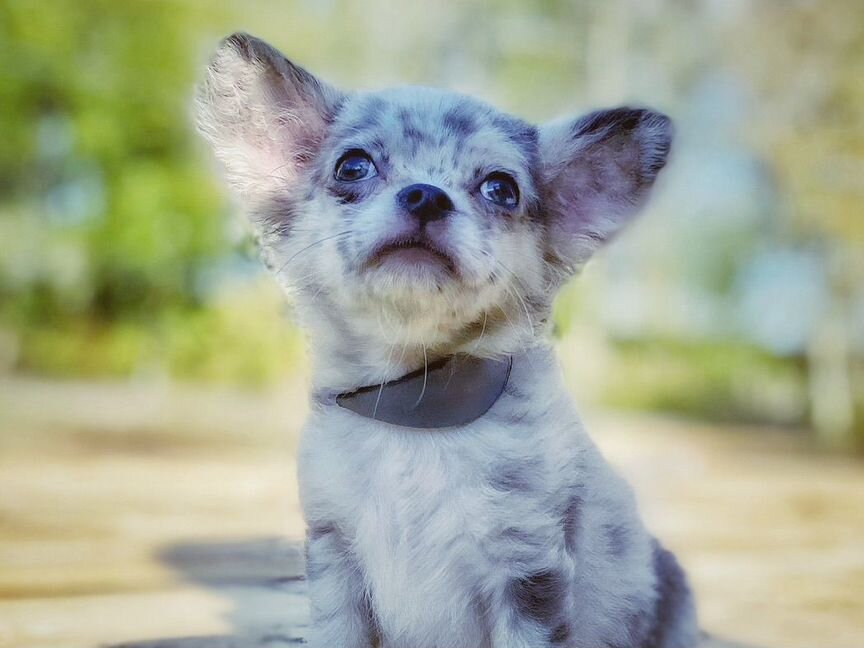 Мальчик красавчик (мерле)