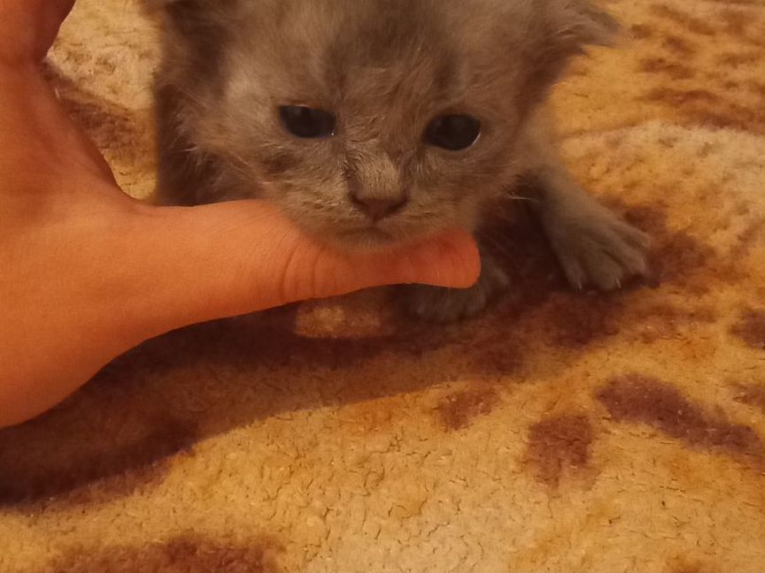 Отдам котят