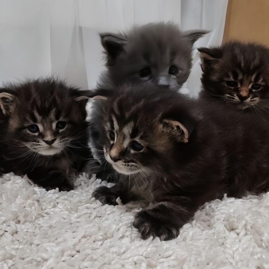 Мейн-кун котёнок