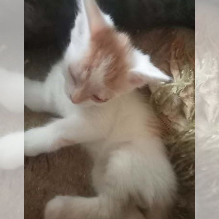 Котенок