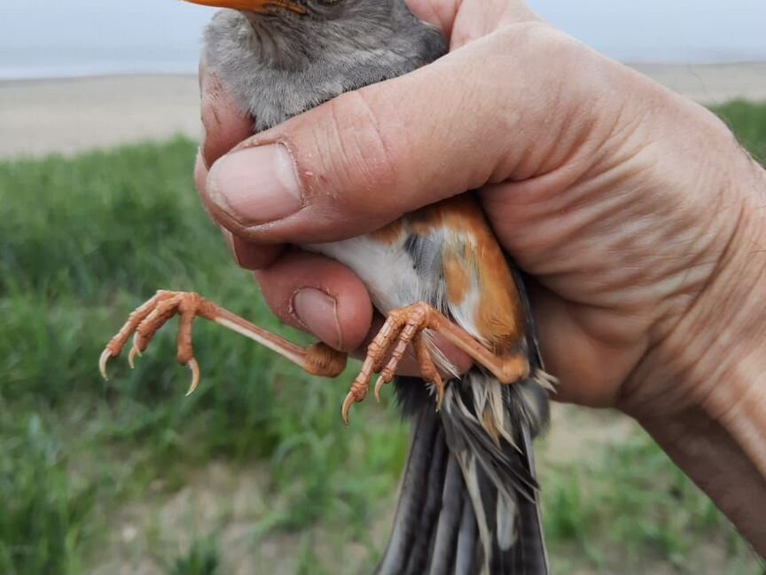 Сизые дрозды весенние