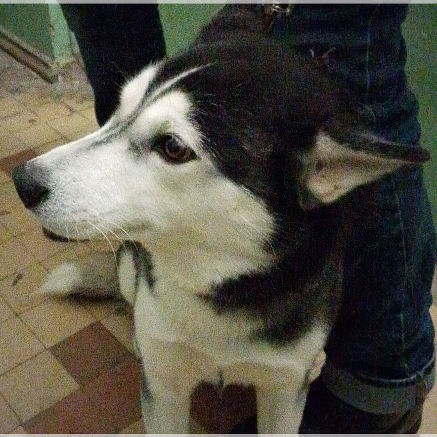 Сибирский хаски, взрослая собака