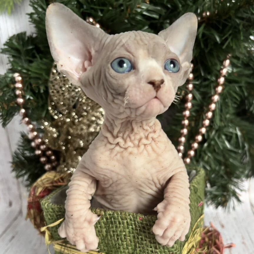 Канадский сфинкс котёнок