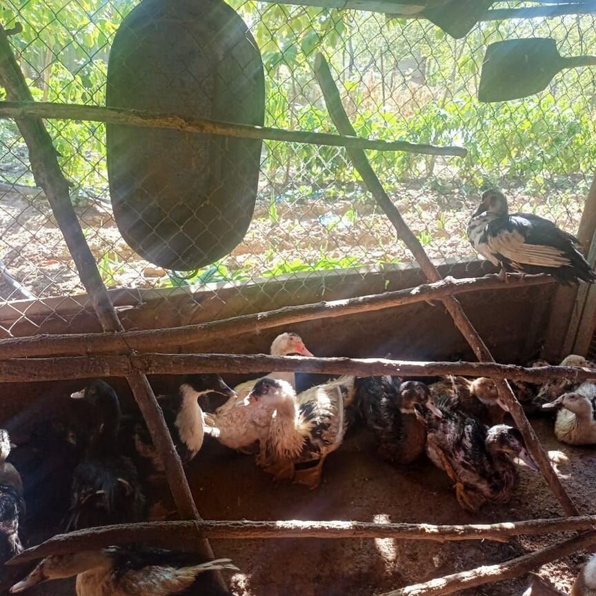 Домашние утки