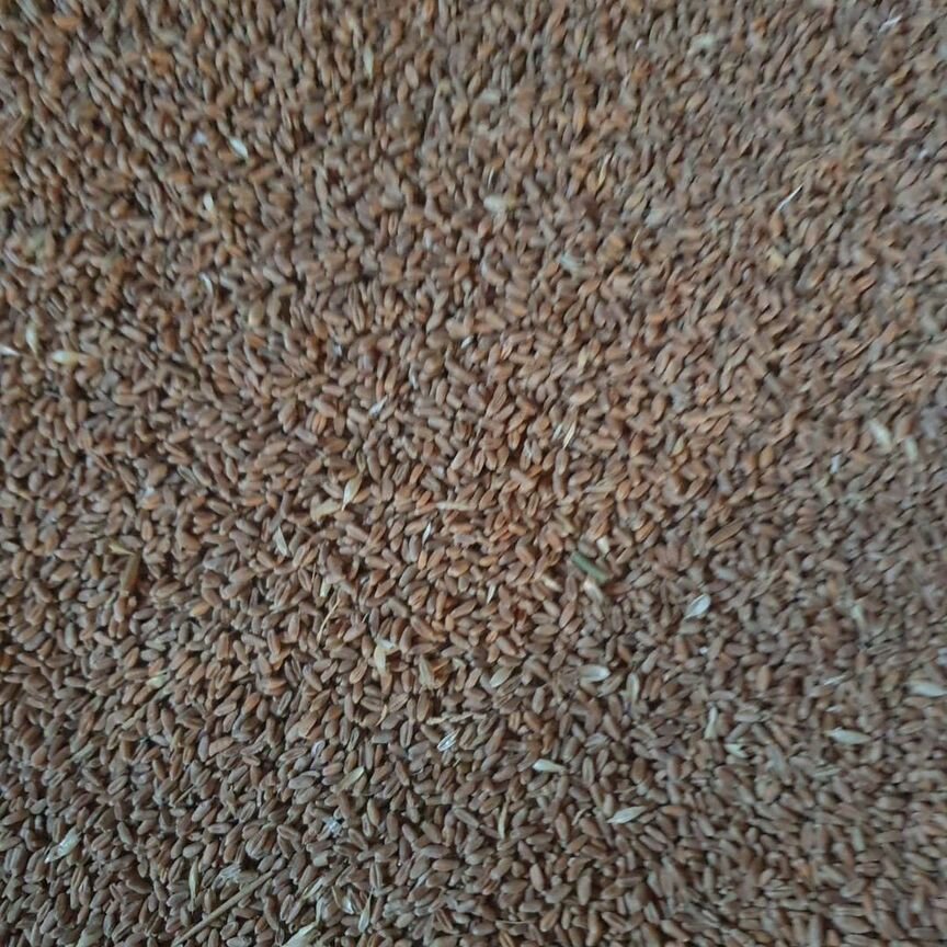 Зерно пшеница