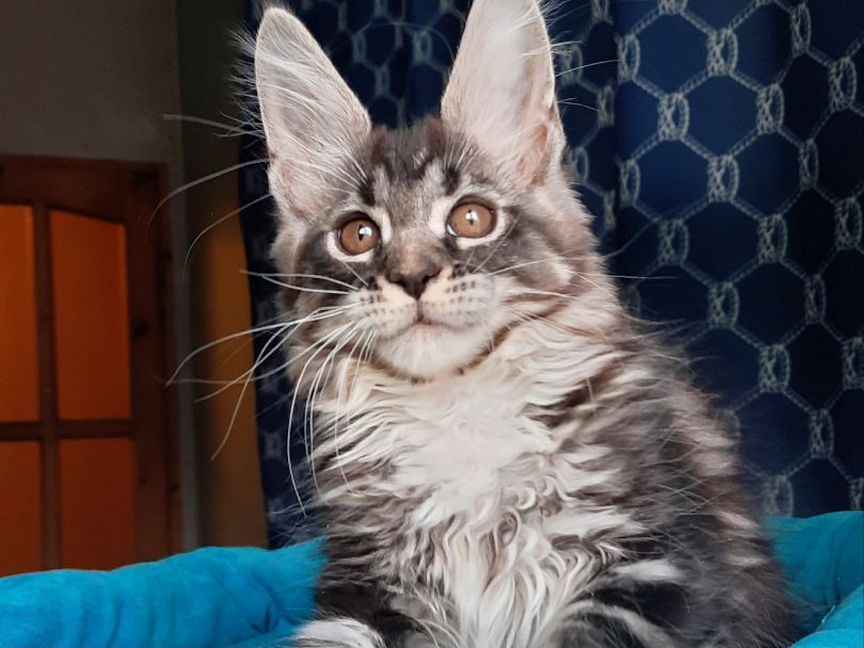 Котята мейн-кун