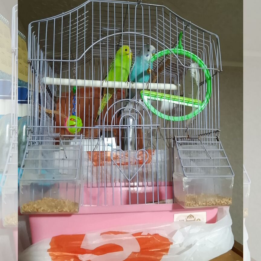 Волнистый попугай