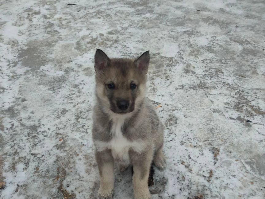 Щенки западносибирской лайки