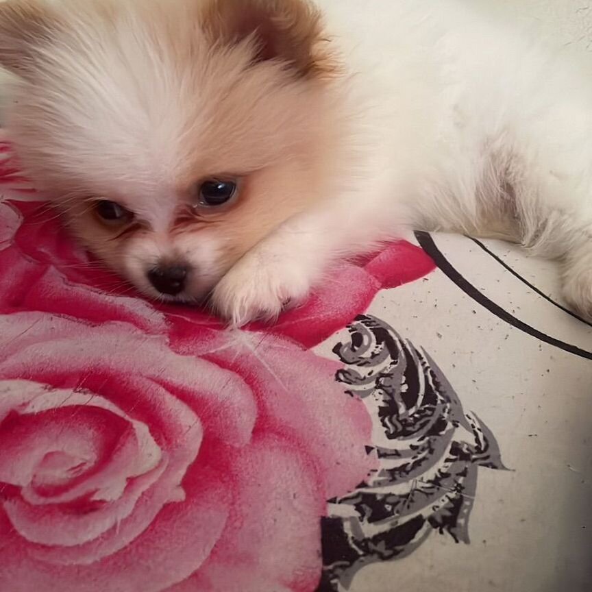 Шпиц померанский шенок