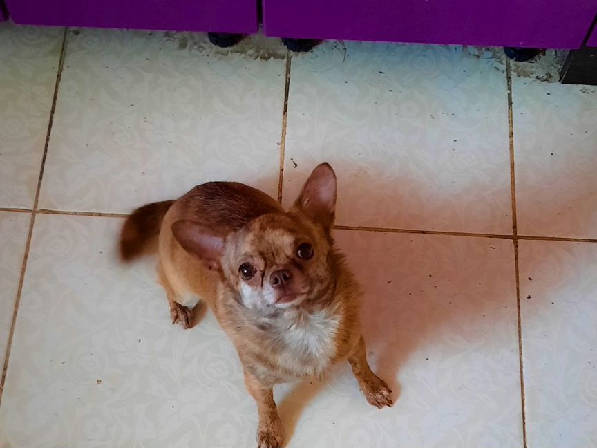 Взрослый чихуахуа в хорошие руки