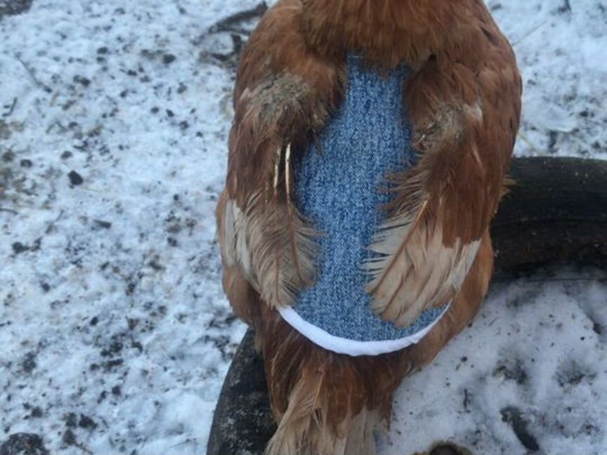 Попона для кур/индюшек