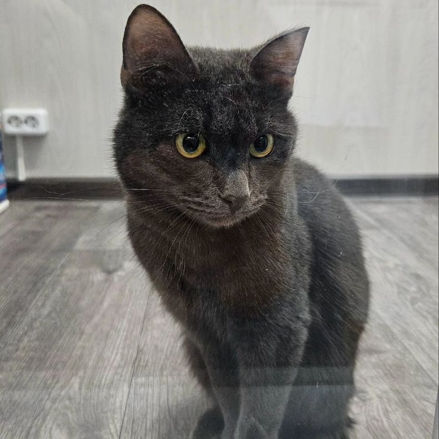Нашли кота, отдадим в добрые руки