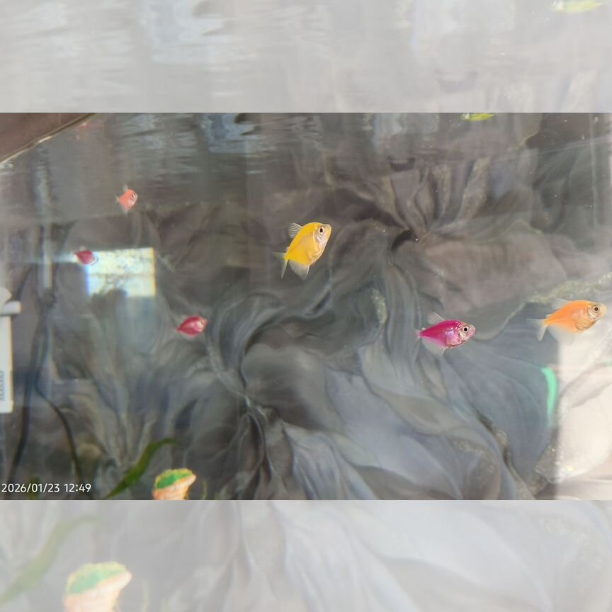 Аквариумные рыбки